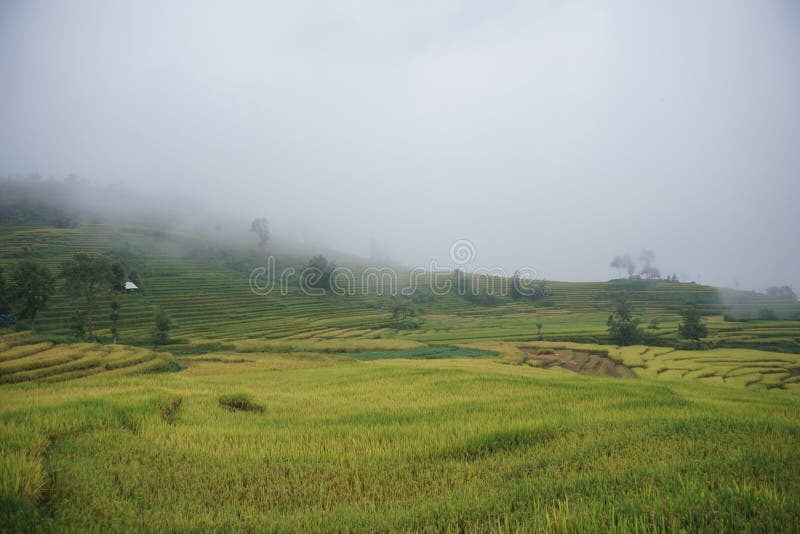 Rice ladder field stock photo. Image of fall, lifestyle - 144323112