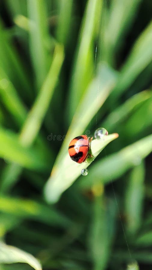 Rice ladybug stock image. Image of beetle, beautiful - 249244483