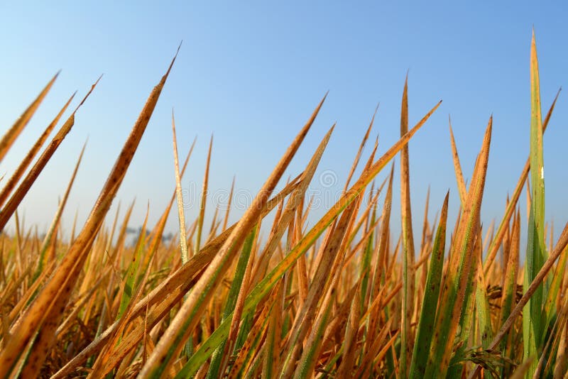Rice leaf stock image. Image of background, tamilnadu - 40320719