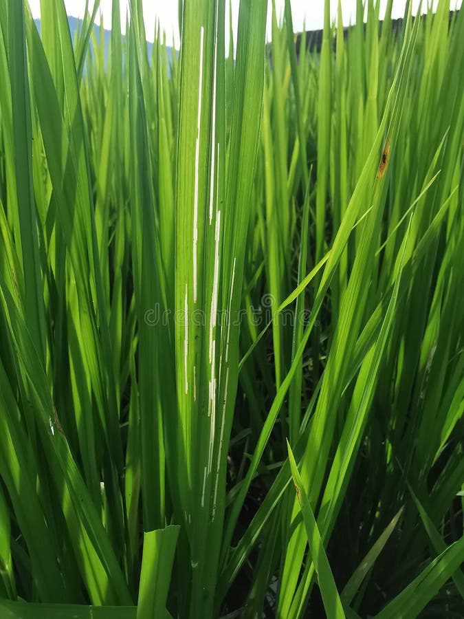 Rice Leaf Damage from Lesf Folder Worm Stock Photo - Image of worm ...