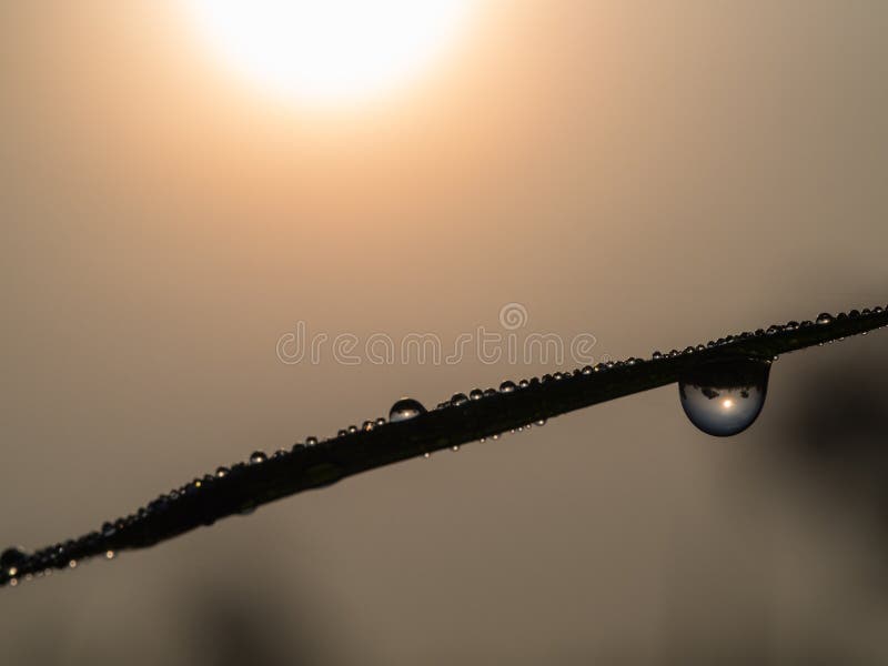 Rice Leaf with Dew Drop Perched Against Sun Light Stock Image - Image ...