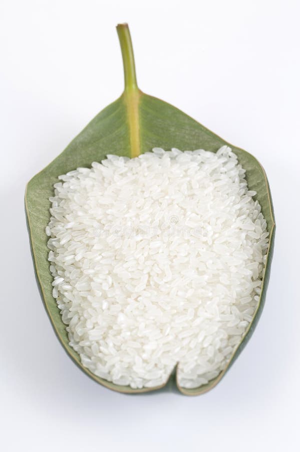 Rice and leaf stock photo. Image of leaf, detail, healthy - 91844078
