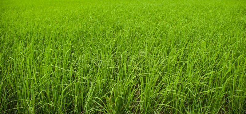 Rice leaf stock image. Image of green, farmer, outdoor - 33510837