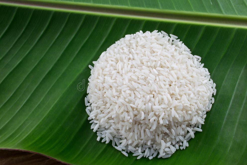 Rice on leaf stock photo. Image of texture, plant, commodity - 31169902