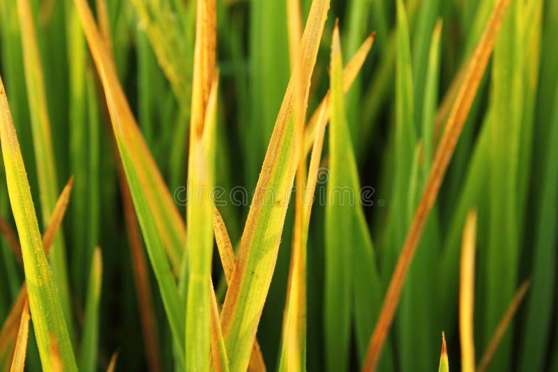 Rice leaf stock photo. Image of rice, pathogen, growth - 89550312