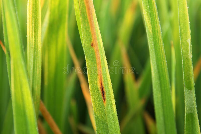 Rice leaf stock image. Image of grass, meadow, farm, pathology - 89550369