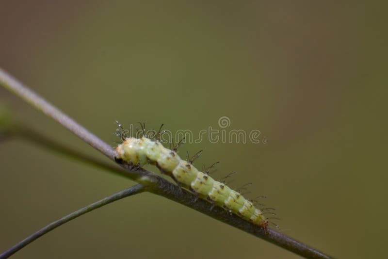 Rice Leaffolder Moth Caterpillar Stock Image - Image of ecosystem ...