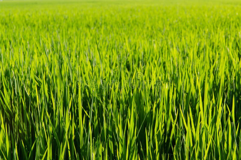 Rice leaves stock image. Image of growth, countryside - 28643465