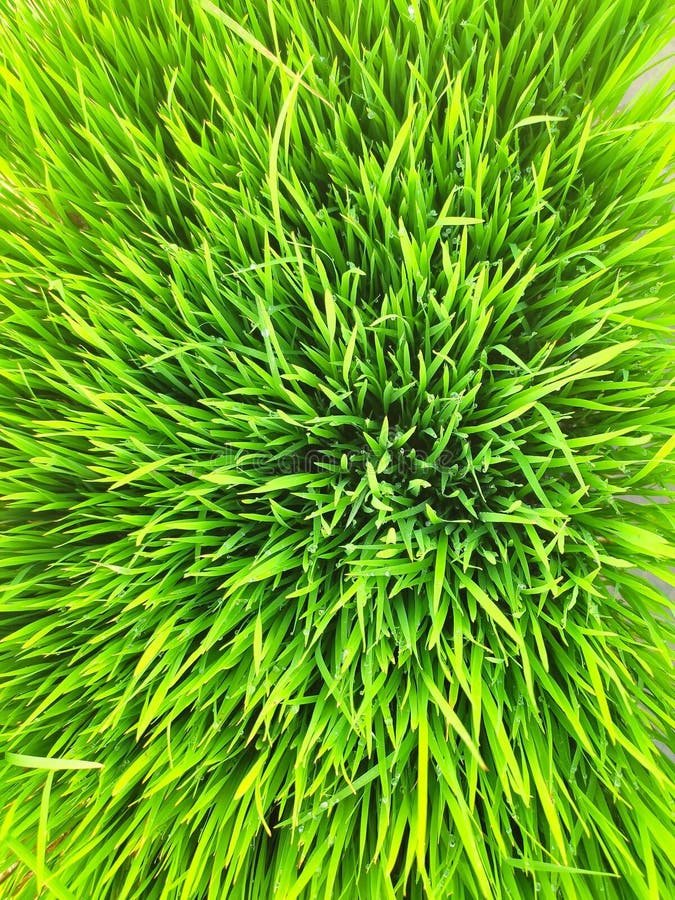 Rice Leaves Background Poutrait Stock Photo - Image of leaves, rice ...