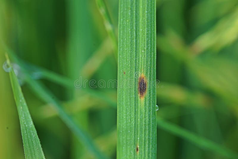 Rice Leaves Disease Under Proper Condition for Pathogen,high Humidity ...