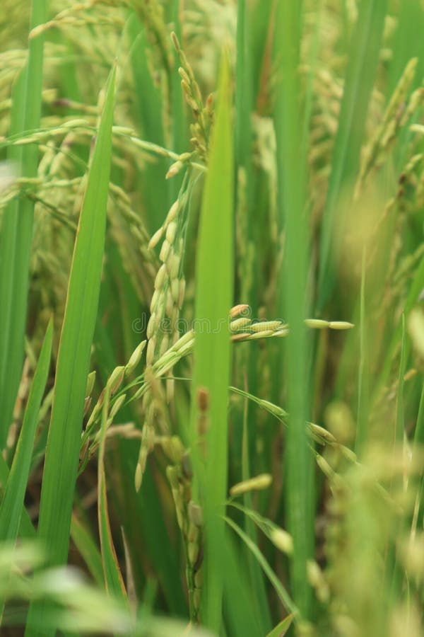 Rice leaves stock photo. Image of light, rice, leaves - 266167266