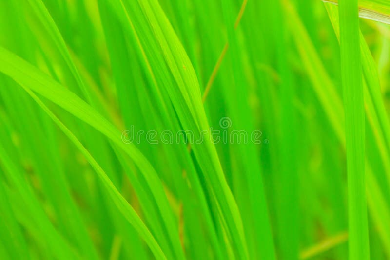Rice Leaves Green Background. Stock Photo - Image of field, growth ...