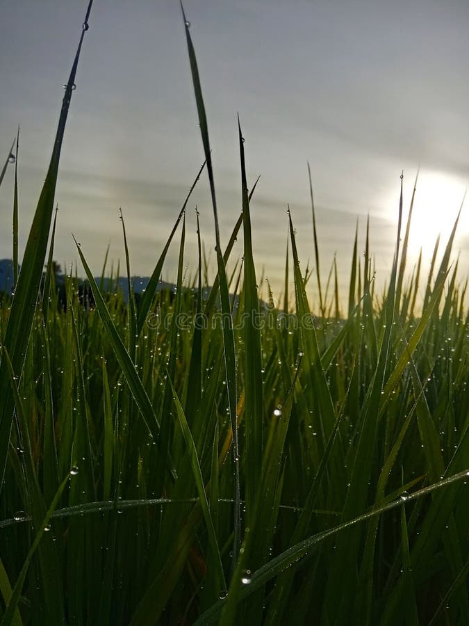 Rice leaves in the morning stock photo. Image of tree - 275176944