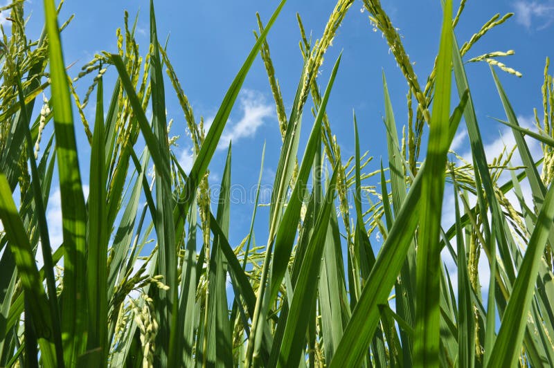 Rice leaves and paddy stock image. Image of brown, farmland - 62830467