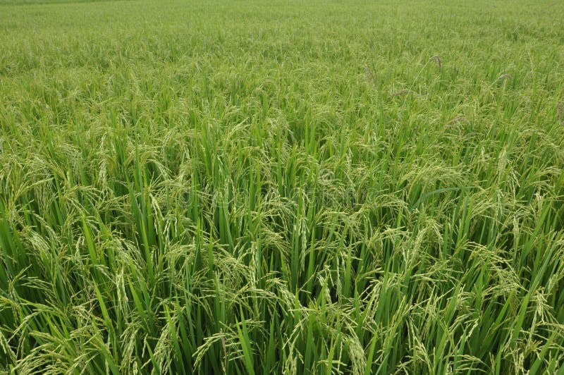 Rice leaves and paddy stock image. Image of growth, asian - 62830465