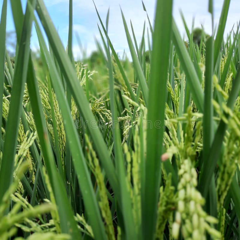 Rice Leaves are Still Green in the Fields Stock Image - Image of ...