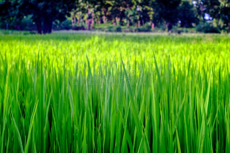 Rice Leaves with the Sun Light Stock Photo - Image of morning ...