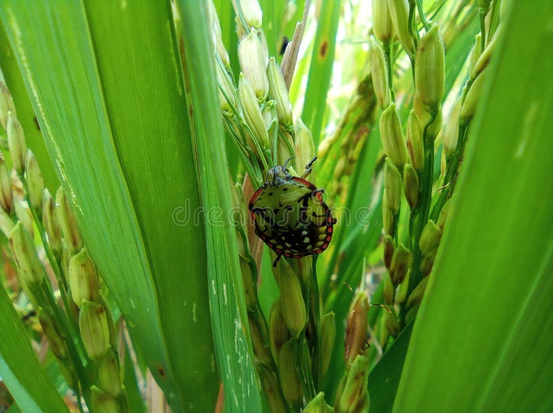 Rice Lice (Leptocorisa Oratorius) in Rice Fields Stock Photo - Image of ...