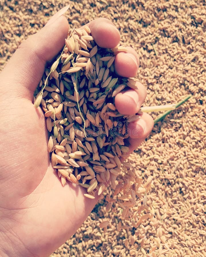 Rice stock image. Image of human, life, rice, farmer - 65010323