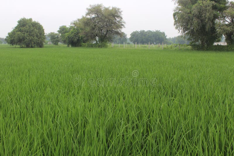 Rice live Field stock image. Image of field, plant, nature - 151873927