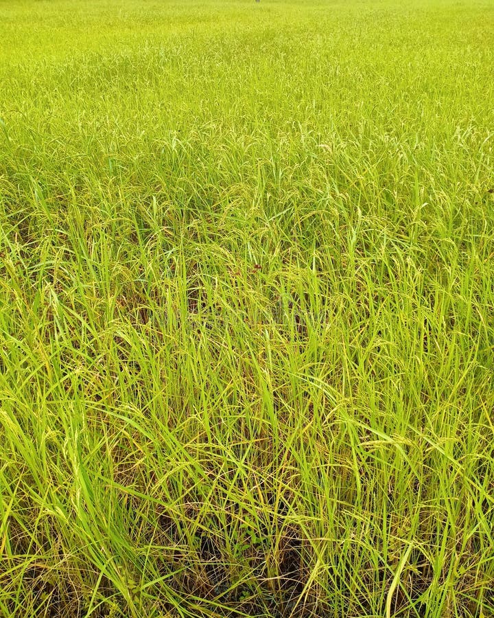Rice stock photo. Image of relax, local, cornfieds, nature - 176046672