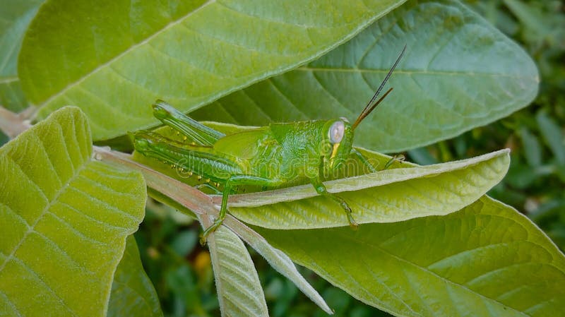 Rice Locust (locust) on a Green Leaf Stock Image - Image of sprig ...