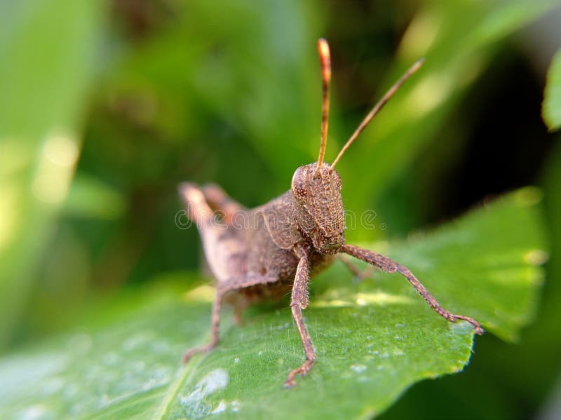 Rice Locust Macro on Leaf on Blurred Background, Selective Focus on ...