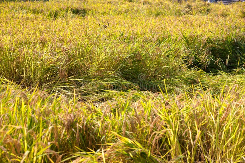 Rice Lodging in Crops Due To Strong Wind Stock Image - Image of natural ...