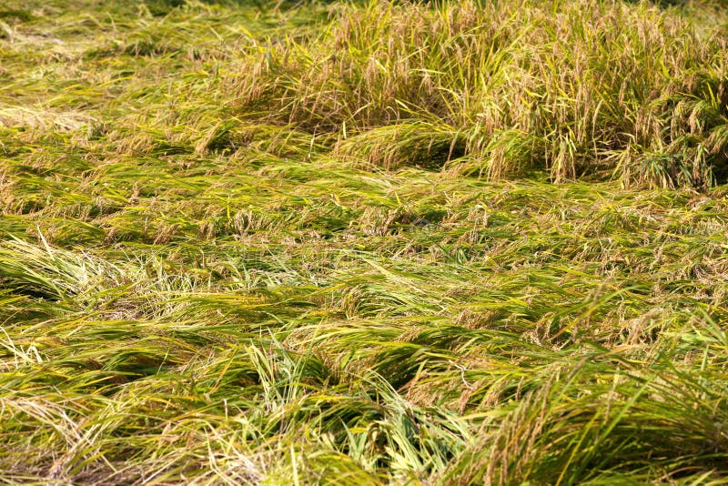 Rice Lodging in Crops Due To Strong Wind Stock Image - Image of natural ...