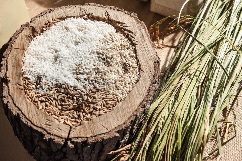 Rice in the log stock image. Image of rice, farm, uncooked - 34881271