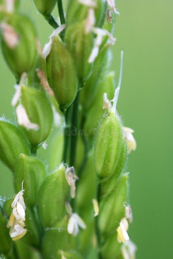Rice macro stock photo. Image of lombardia, agriculture - 7685140