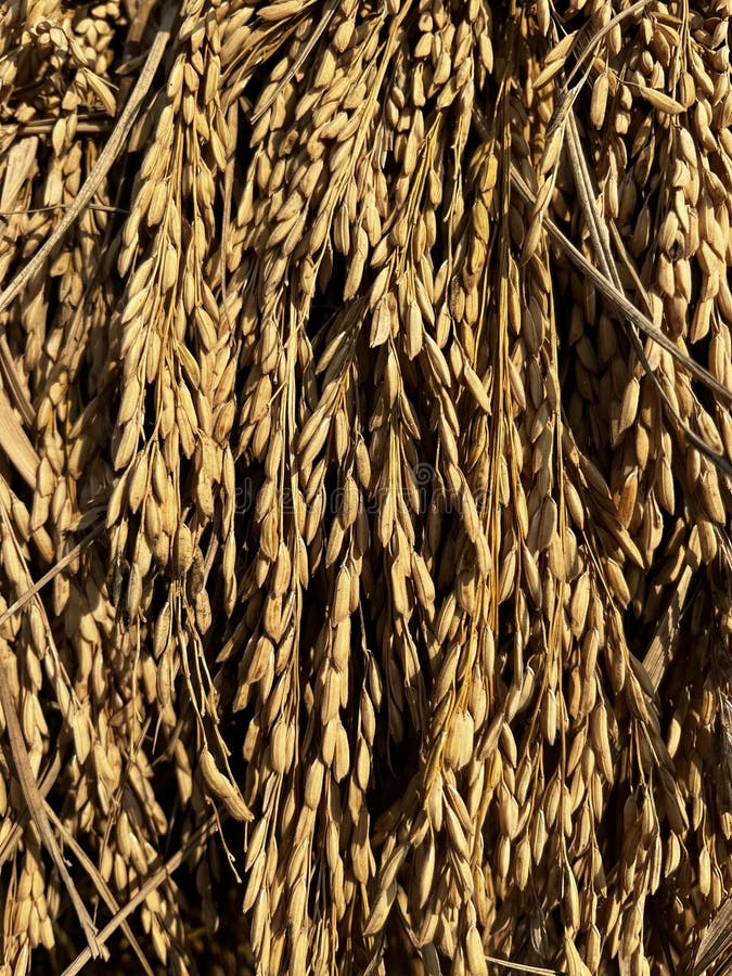 Rice Made from Paddy is One of the Food Crops of the People of the ...