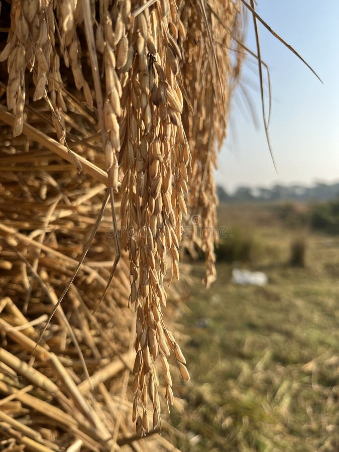 Rice Made Paddy One Food Crops People World Stock Photos - Free ...