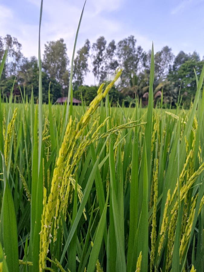 Rice is the Main Cereal of the World. Stock Image - Image of produce ...