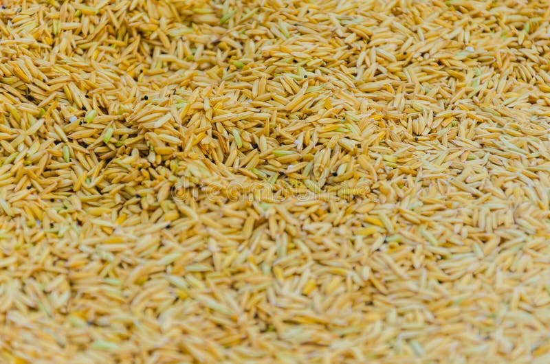 Rice seeds sun drying stock image. Image of drying, crop - 47349243