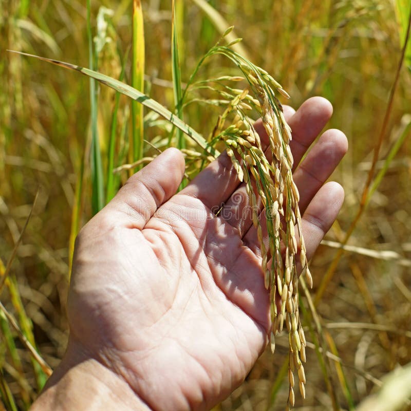 Rice in man hand stock photo. Image of harvest, background - 63764046