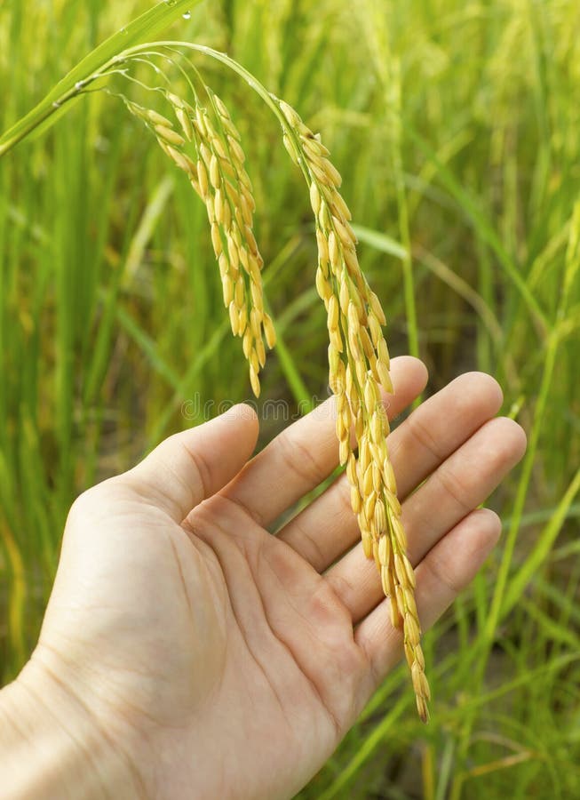 Rice in man hands. stock photo. Image of natural, leaf - 56895240