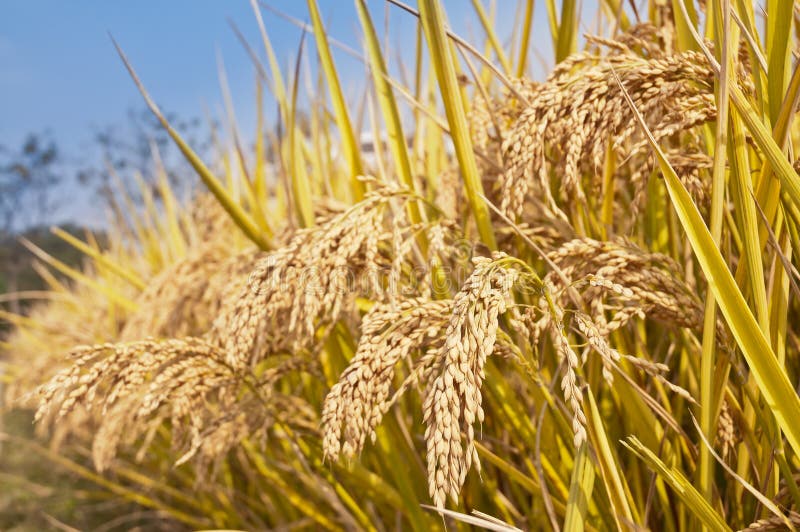 Mature rice fields stock image. Image of diet, enjoy - 35656529