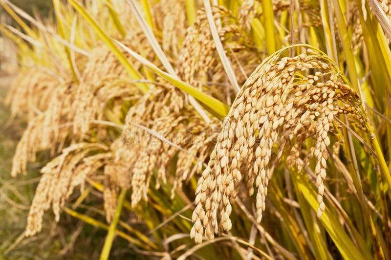 Mature rice fields stock image. Image of diet, enjoy - 35656529