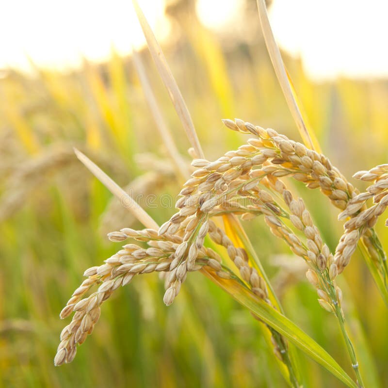 Rice stock image. Image of agriculture, grass, asian - 42124919