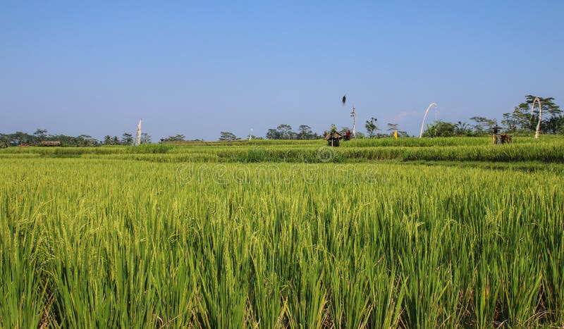 Rice maturing in the field stock image. Image of grain - 64281625
