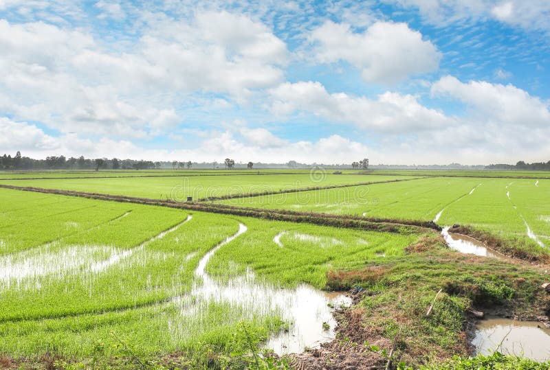 Rice meadow stock photo. Image of farm, farmland, season - 47776672