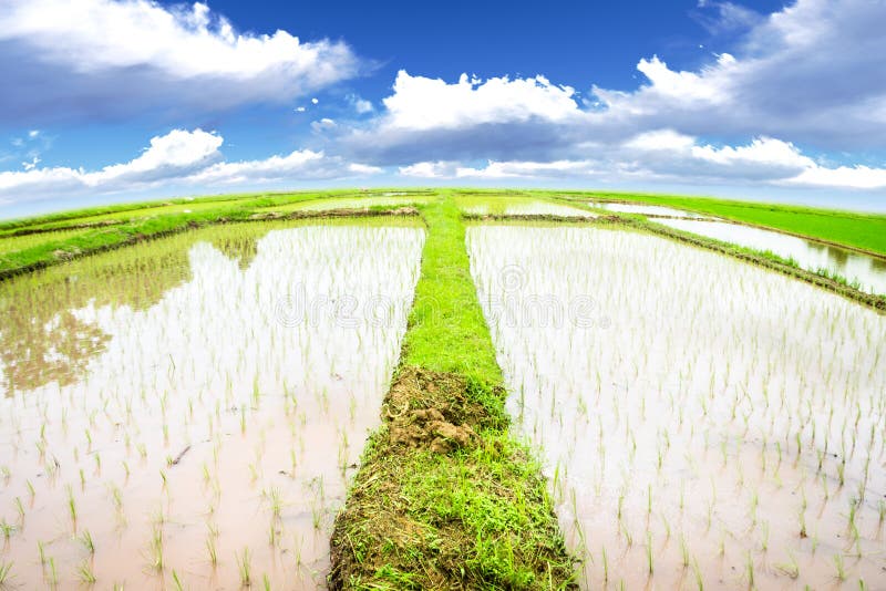 Rice meadow stock image. Image of rural, rice, grass - 43423825