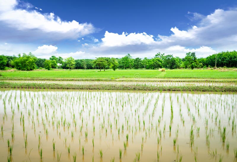 Rice meadow stock photo. Image of grass, summer, green - 43816228
