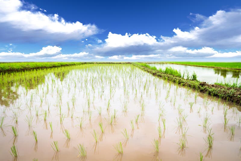 Rice meadow stock image. Image of grass, lawn, sunlight - 43868433