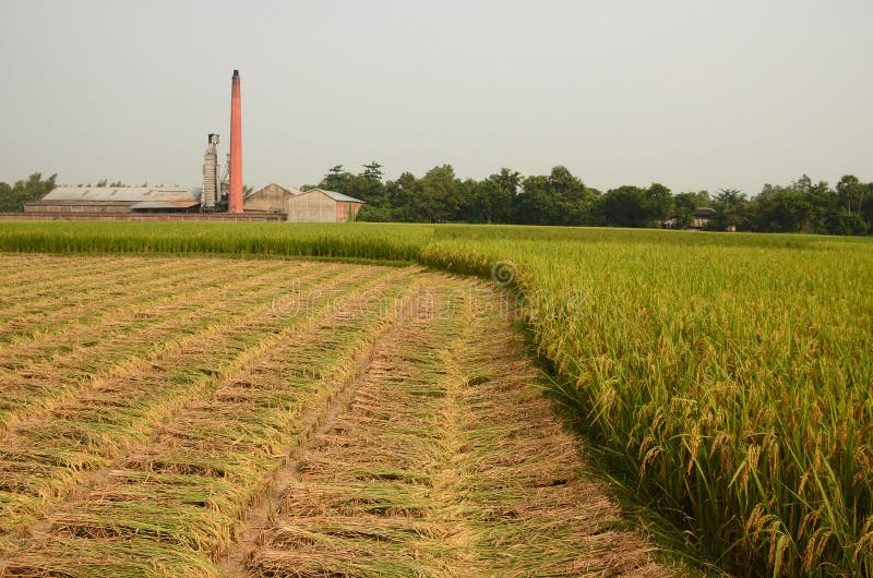 Rice Mill editorial stock image. Image of asia, asian - 79952879