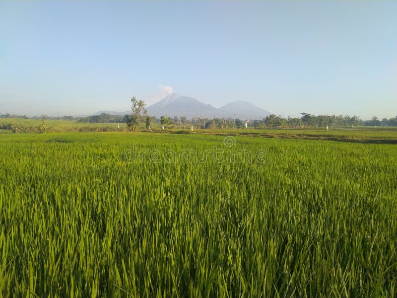 Rice stock photo. Image of crop, agriculture, plantation - 276127772