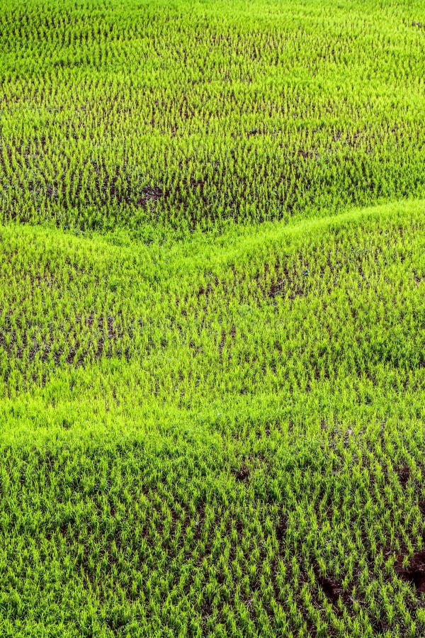 Rice mound stock image. Image of large, green, hill, beautiful - 75711725