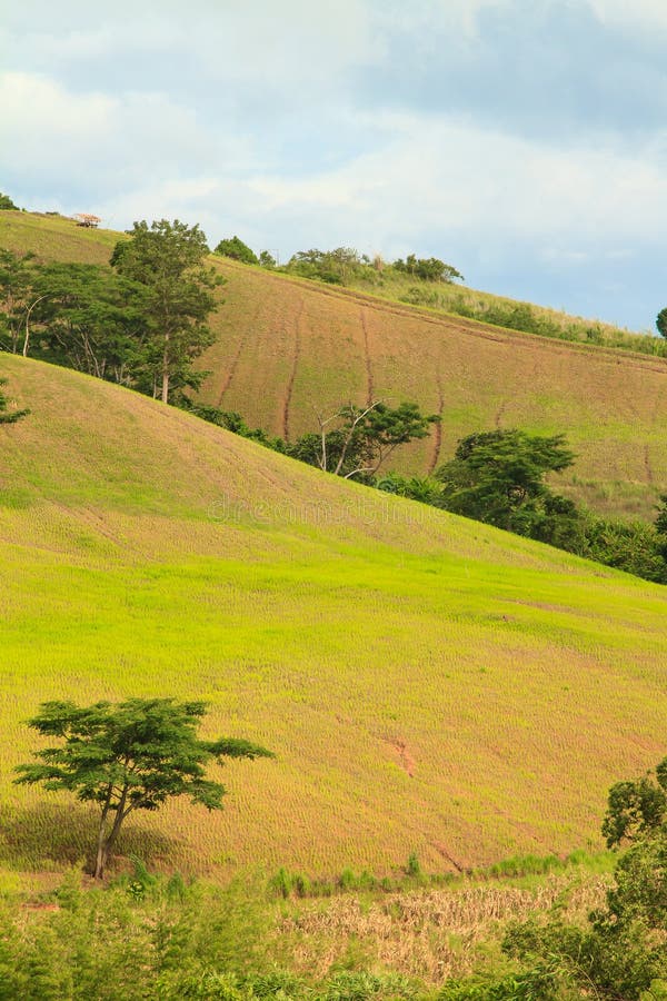 Rice in Mountain stock photo. Image of field, grass, fell - 58452296