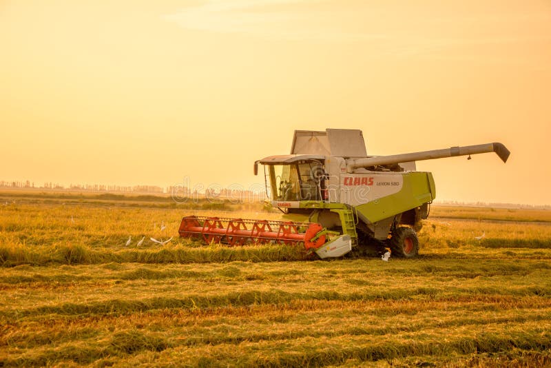 Rice Mowing Machine is Working at the Agricultural Field at Sundown ...